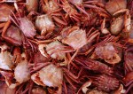 The Red Denia Prawn….Best in the World ? – Cumbriafoodie